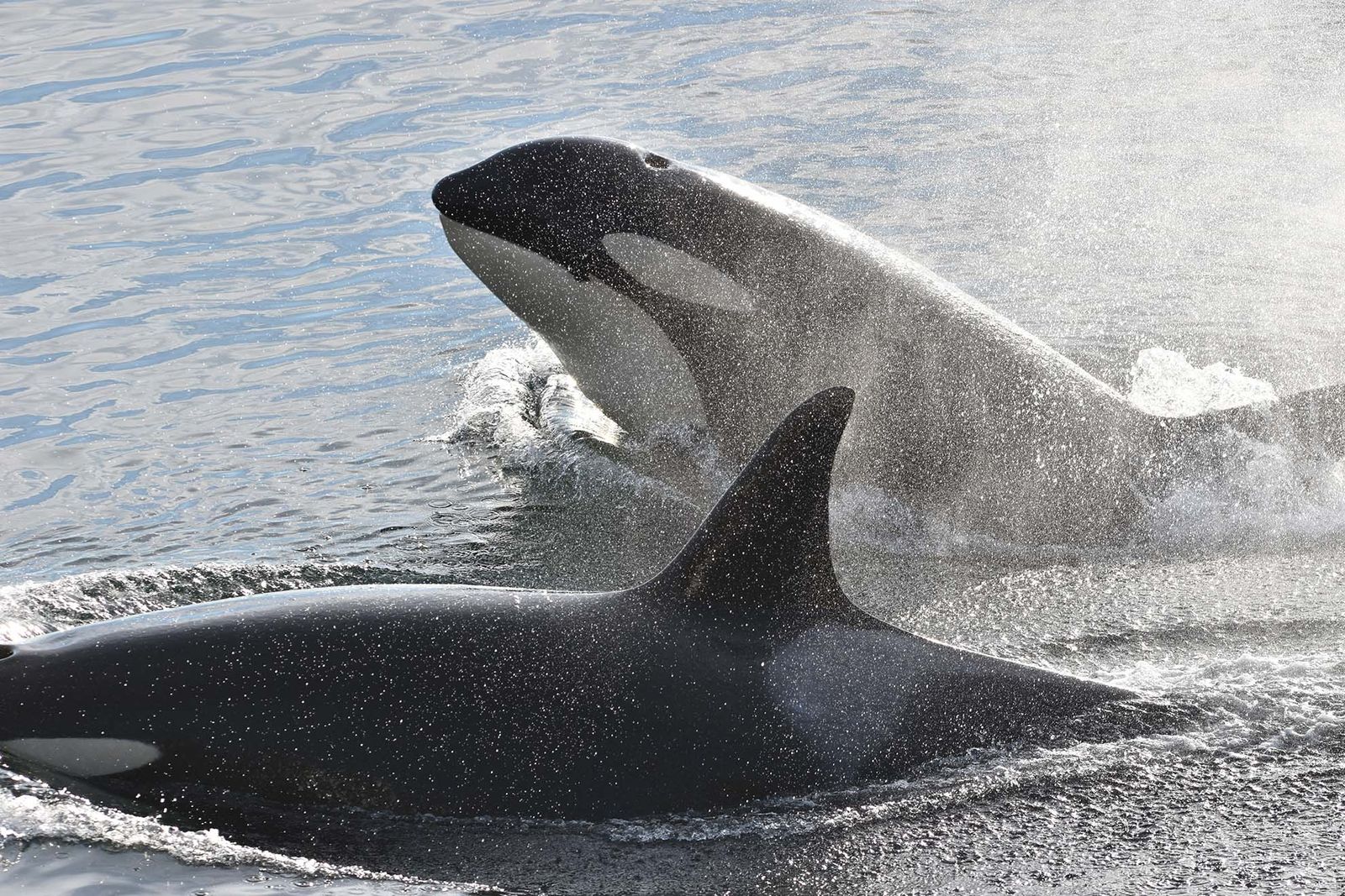 J Pod | Southern Residents Orcas